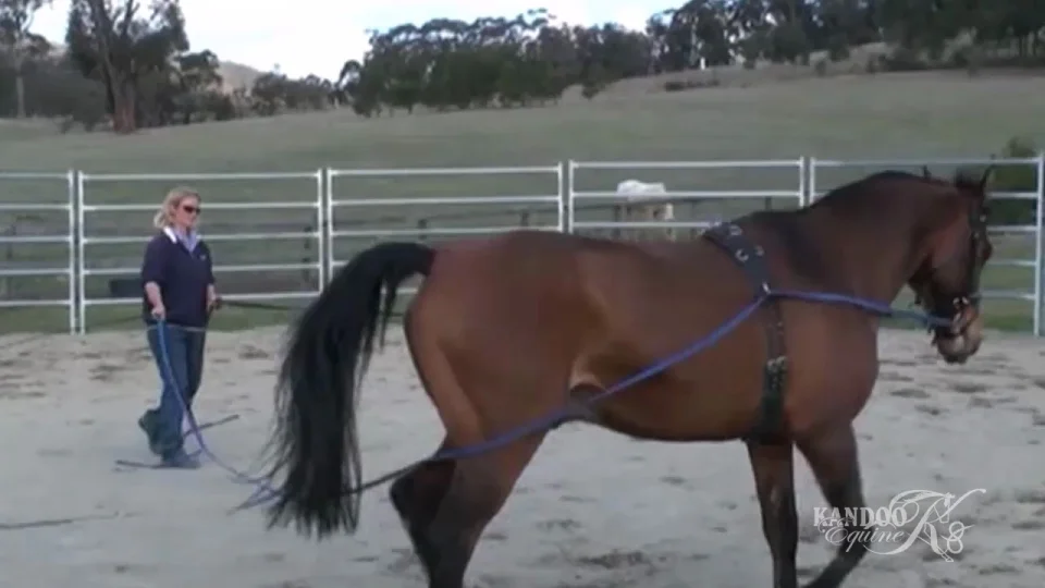 Horse Deals: Long-Reining