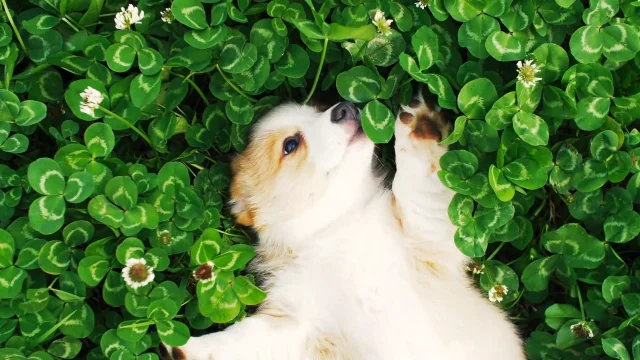 Generic Pet Insurance by Nationwide Pet Insurance