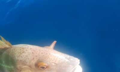 Different day fishing , snapper time ear - Puerto Jiménez Fishing ...