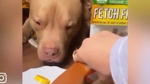 AMERICAN PET FOOD Fetch Fries Chicken & Sweet Potato Dog Treats, 5-oz ...