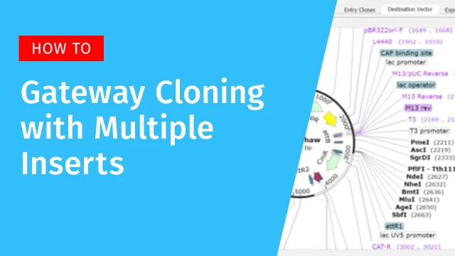Simulate Gateway Cloning - Snapgene
