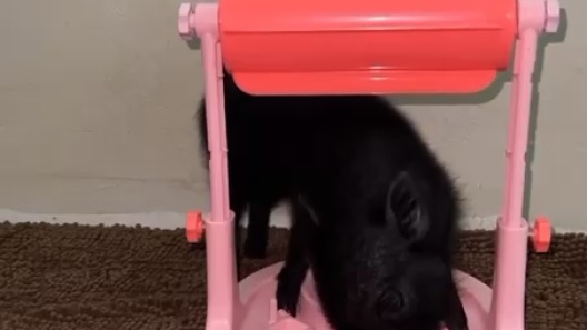 PIGGY POO AND CREW Slow Feeder Pet Games Combo Pig Toys, 2 count, Pink ...