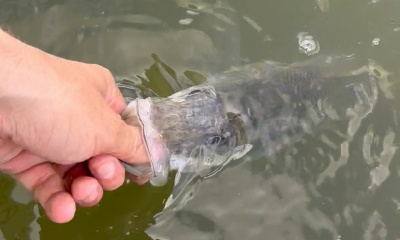 Snook bite is on Fire!! - New Smyrna Beach Fishing Report - FishingBooker