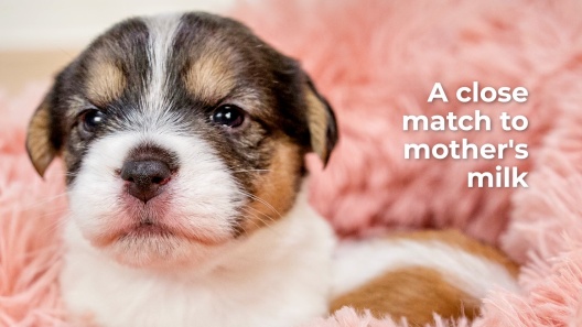 PETAG Goat's Milk KMR Kitten Milk Replacer Powder for Kittens, 12-oz ...