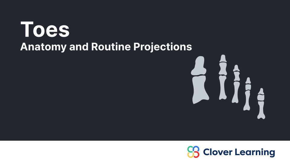 Toes: Anatomy & Routine Projections | Video Lesson | Clover Learning