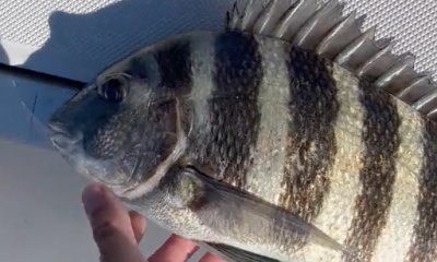 The sheepshead are here!! - Ruskin Fishing Report - FishingBooker