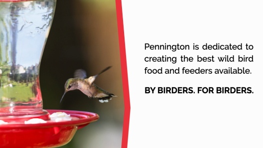 PENNINGTON Cedar Squirrel Snacker Feeder - Chewy.com