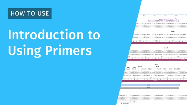 Working with Primers - Snapgene