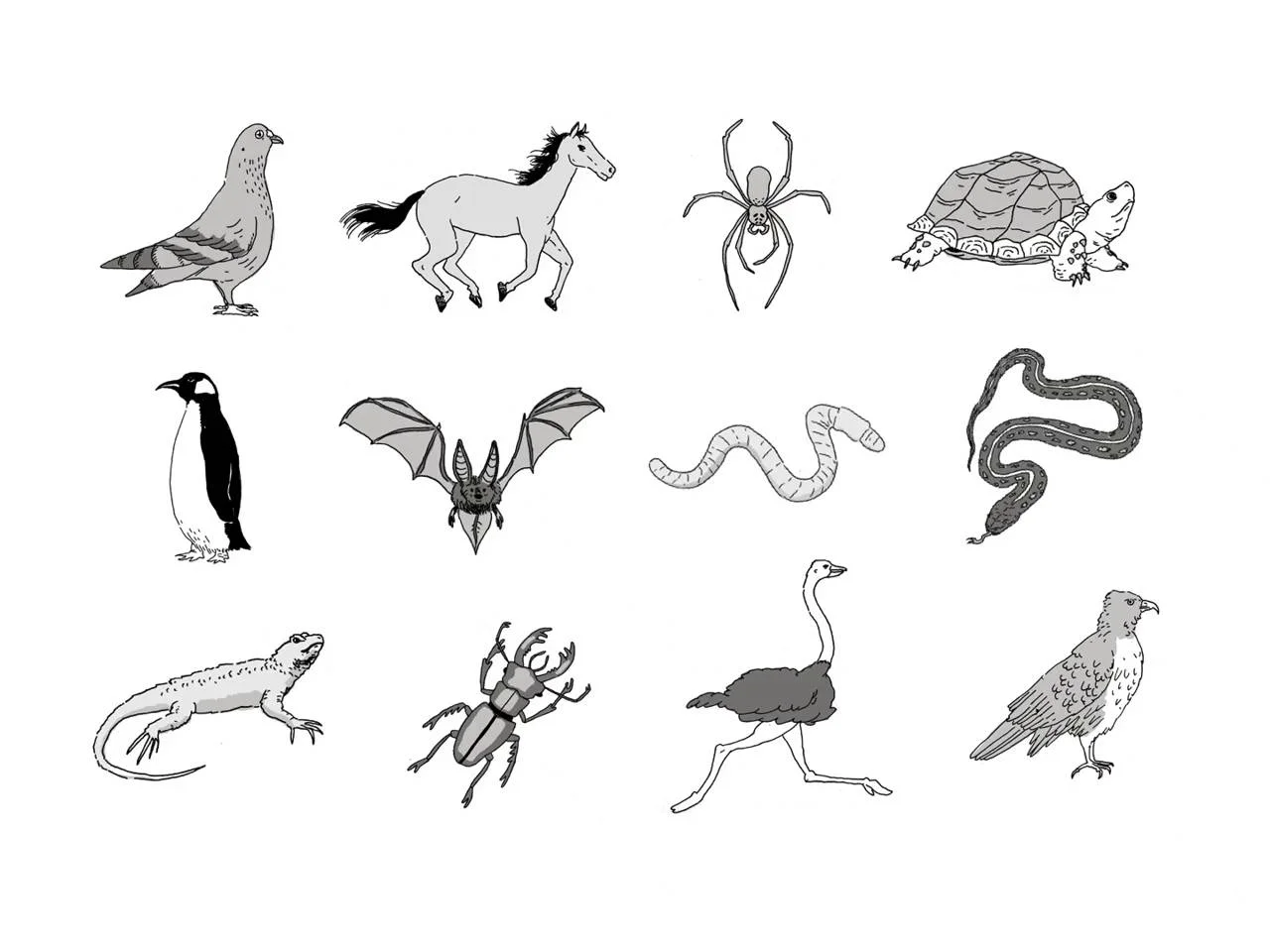 How Many Types Of Animals Are There In World