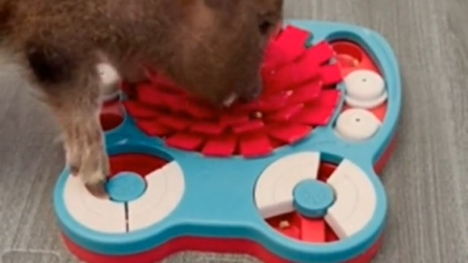 PIGGY POO AND CREW Game Box Farm Toy, Medium, Green & Yellow - Chewy.com