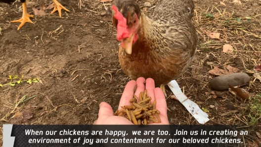 GRUBMASTER Dried Black Soldier Fly Larvae Bird Treat, 5-lb bag - Chewy.com