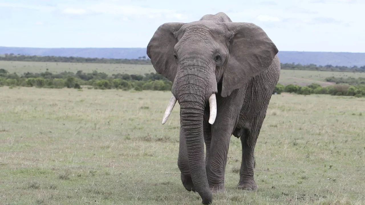 Dont Forget Elephant