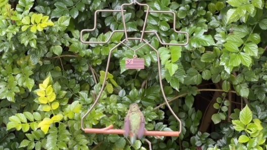 POP'S BIRDING Copper Hummingbird Swing, Bark Brown Perch - Chewy.com