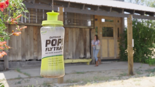 RESCUE! Pop! Fly Trap - Chewy.com