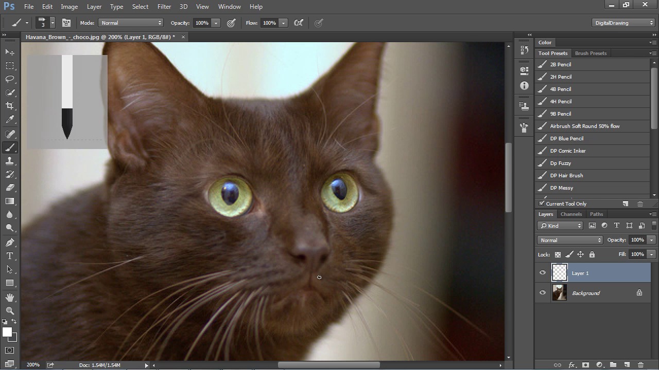 Digital Drawing 101: Drawing Animals - See and Sketch the Cat