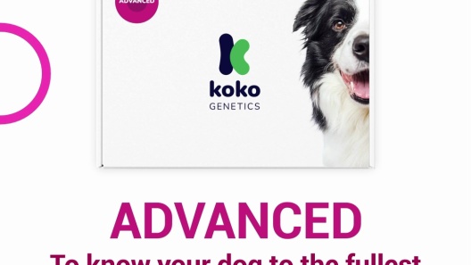 Discontinued - KOKO GENETICS Advanced DNA Test for Dogs - Chewy.com