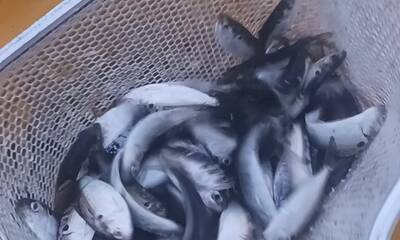 Got Bait ! - Delray Beach Fishing Report - FishingBooker