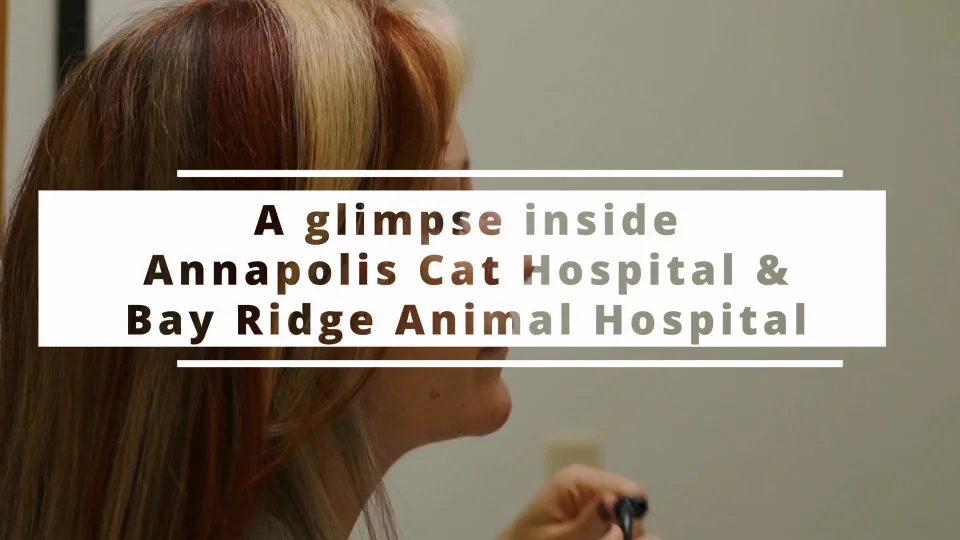 About Our Hospital | Bay Ridge Animal Hospital