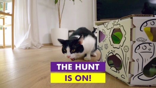 CAT AMAZING HEX Interactive Cat Puzzle Feeder Toy - Chewy.com