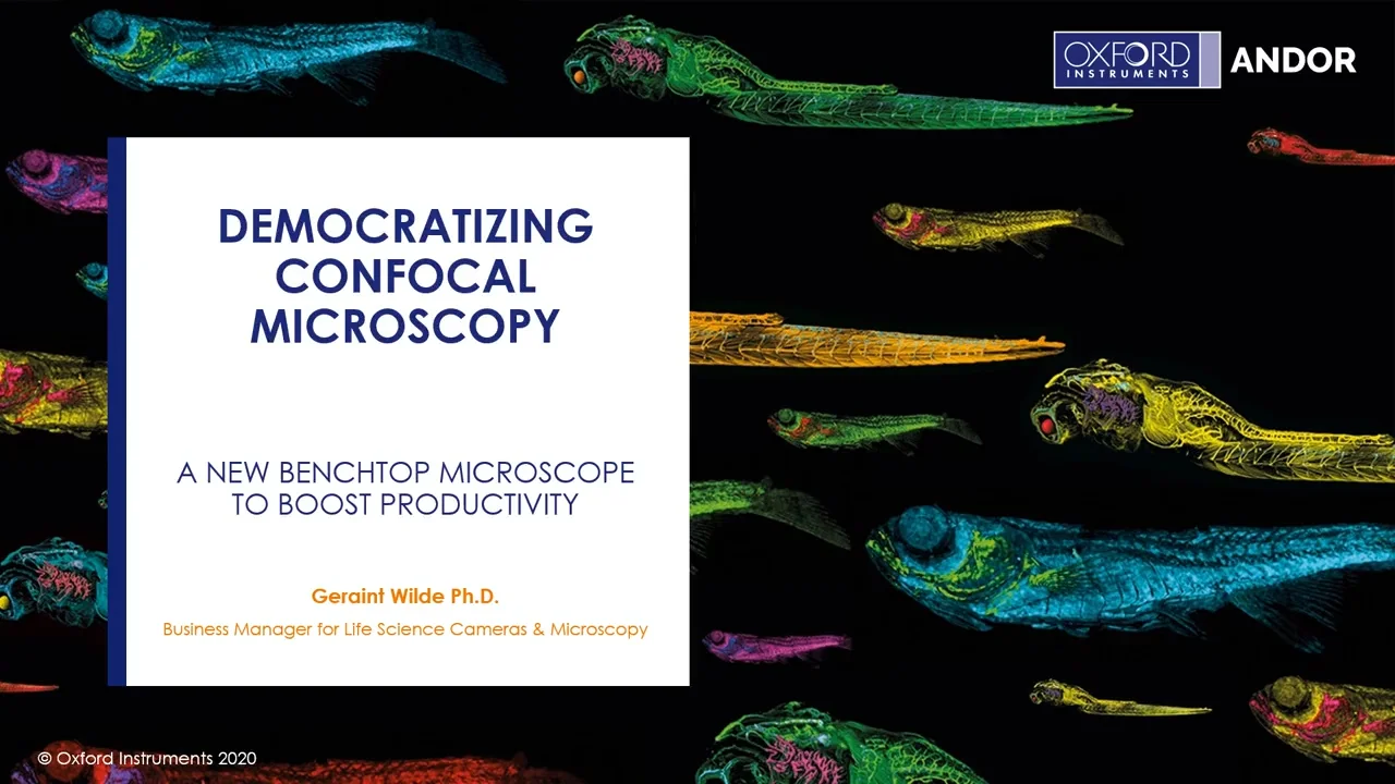 Confocal Images Correlation Of Ex Vivo And In Vivo Confocal Microscopy