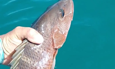 Good job - Puerto Jiménez Fishing Report - FishingBooker