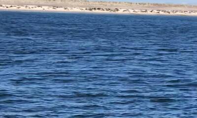 Monomoy is Loaded with Seals - Dennis Fishing Report - FishingBooker