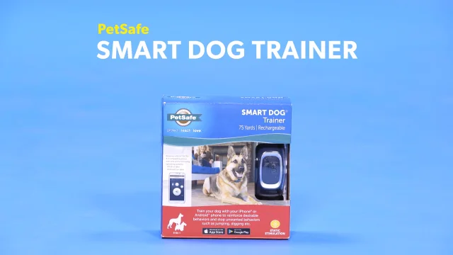 How Do You Stimulate A Smart Dog