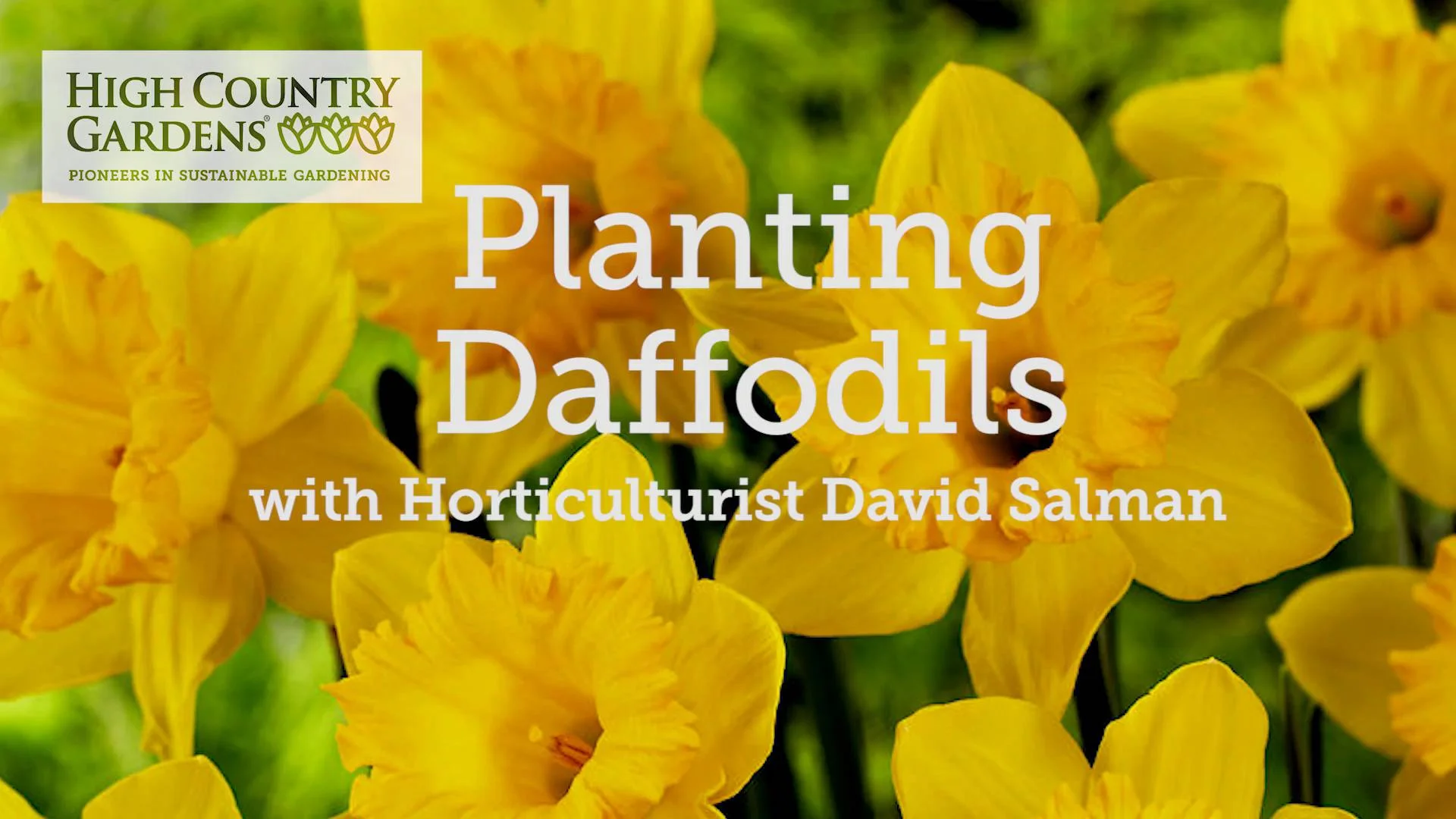 Planting Daffodil Bulbs