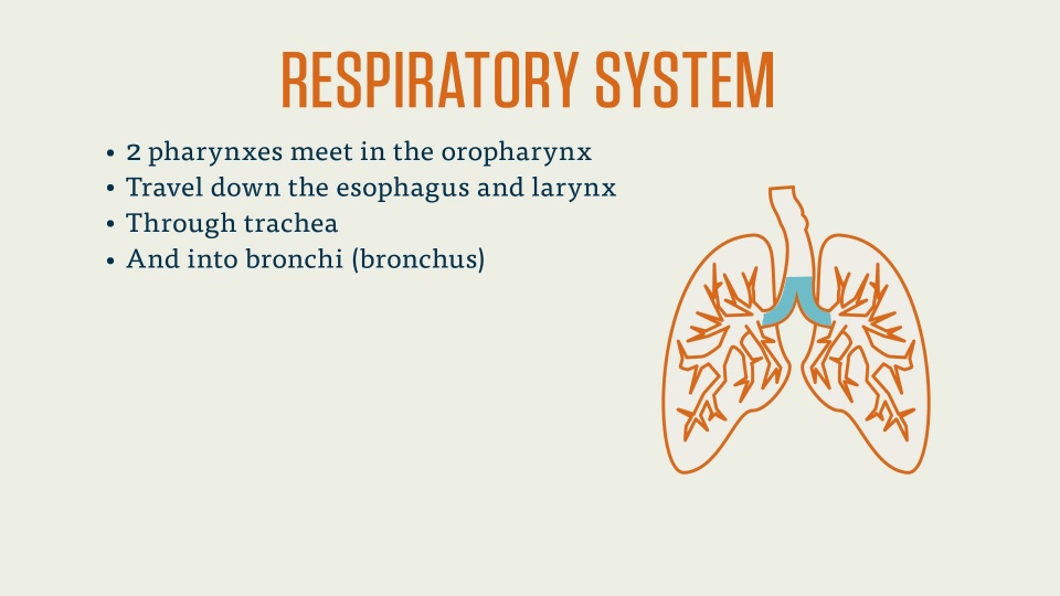 CPC Exam: Respiratory System