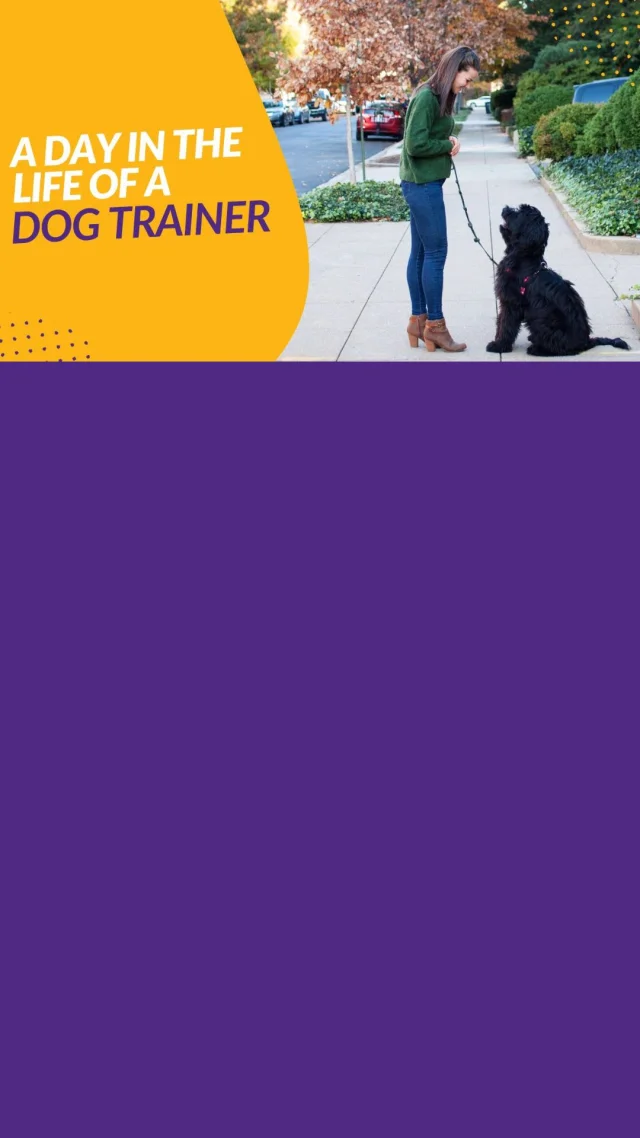 How to Become a Dog Trainer - Karen Pryor Academy