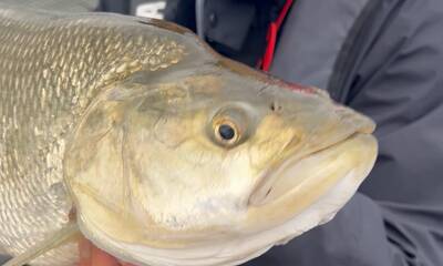 Huge asp, big zander, lots of perch - Amsterdam Fishing Report ...