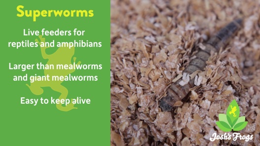 Temporarily Unavailable - JOSH'S FROGS Superworms Live Feed Reptile Food, 50 count - Chewy.com