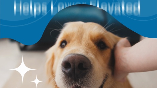 PRANA PETS Lignans & Melatonin with Biotin for Cushing's Disease ...