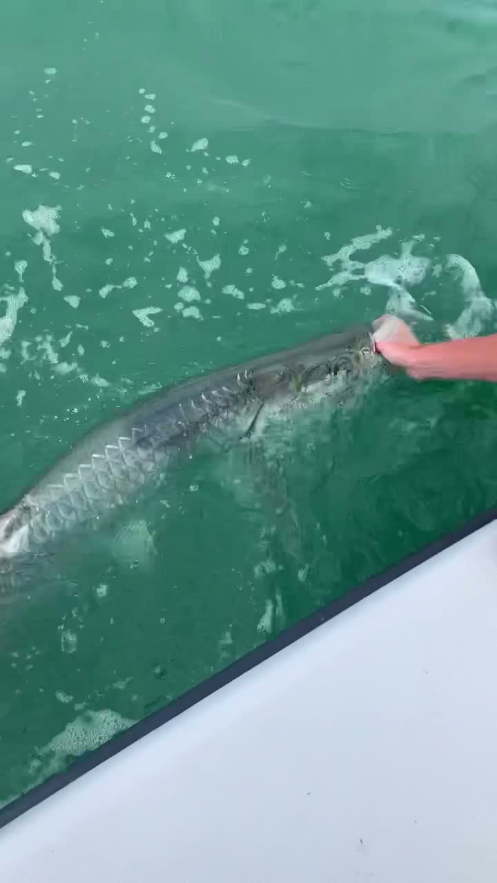 Fish Tank Charters – Matlacha (Matlacha) - Updated 2023 Prices ...