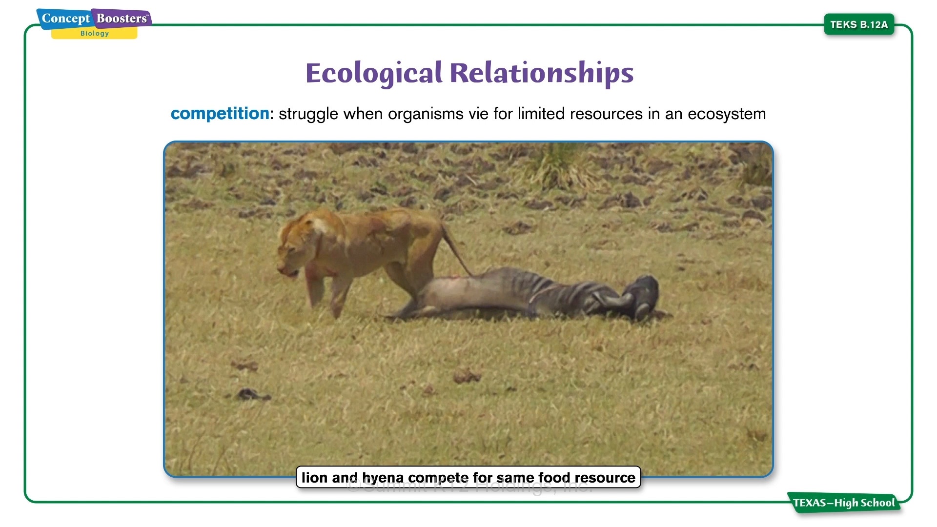 Animal Competition For Resources