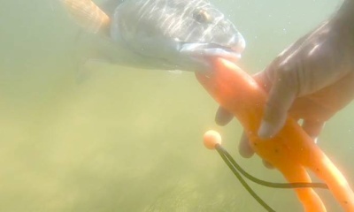 No jokes, just Huge bull redfish.. three - Tampa Fishing Report ...