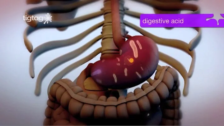 Digestive System Animation Video