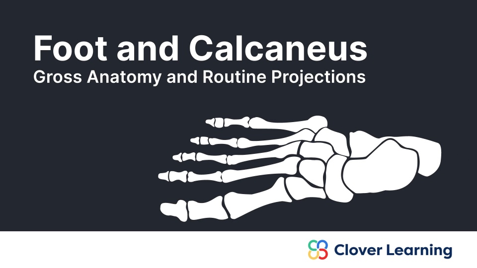 Foot & Calcaneus: Anatomy & Routine Projections | Video Lesson | Clover Learning
