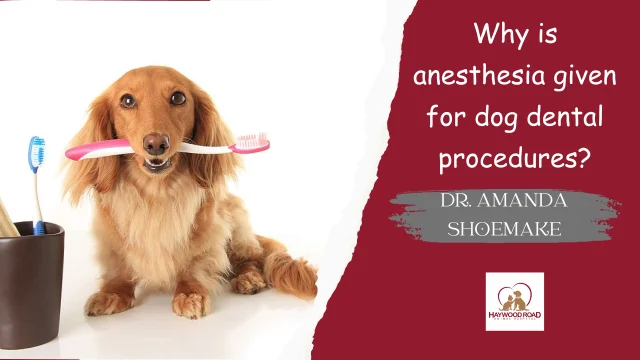 What Is A Dental Procedure For A Dog
