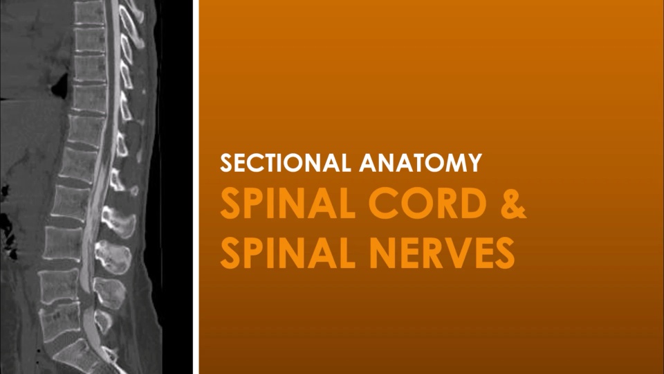CT Spinal Cord & Spinal Nerves | Video Lesson | Clover Learning
