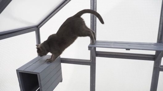 COZIWOW Outdoor Walk-in Catio Cat Exercise Pen, Orange - Chewy.com