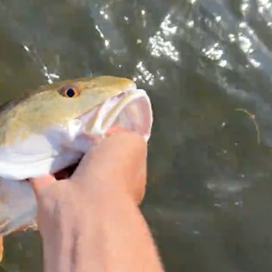 Captain Gunner Brooks Fishing - Updated 2024 Prices