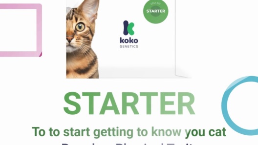 KOKO GENETICS Advanced Cat DNA Test - Chewy.com