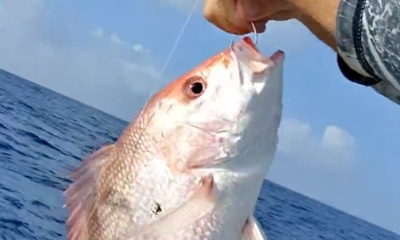 Red snapper - Review of SPI Freedom Fishing, South Padre Island, TX - FishingBooker