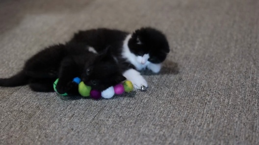 HONEST PET PRODUCTS Eco Catty Pillar Cat Toy - Chewy.com