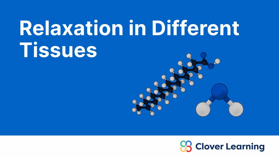 Relaxation in Different Tissues | Video Lesson | Clover Learning