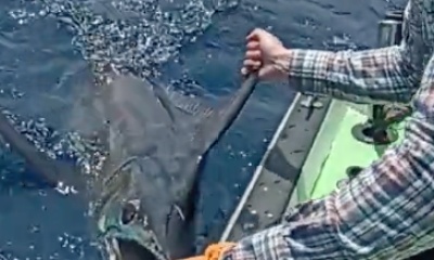 offshore fishing, billfish baiting - Puerto Jiménez Fishing Report ...