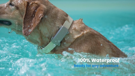 TRACTIVE Smart Dog GPS Tracker & Vital Signs Monitor Dog Collar Attachment, Brown - Chewy.com